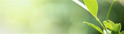 Sustainability Activities Srinanaporn Marketing