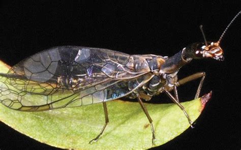 Snakeflies Insect Week