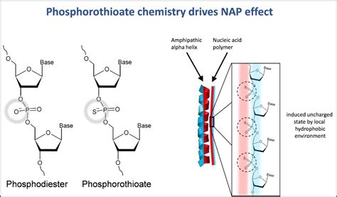Nucleic Acid Polymer