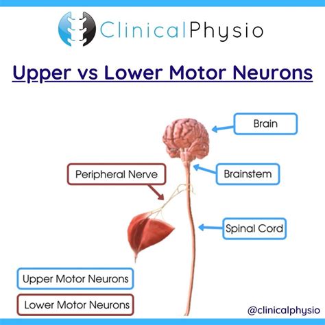 Clinical Physio 💥 Upper Motor Neuron Lesion💥 Hope Facebook