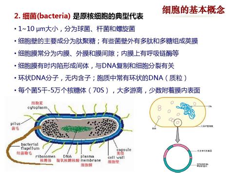细胞生物学第二章细胞的概念与分子基础 word文档在线阅读与下载 免费文档
