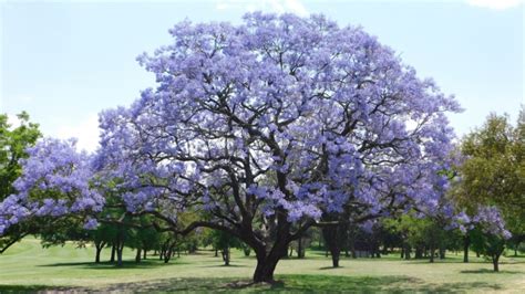 How To Plant Grow And Care For Jacaranda Trees