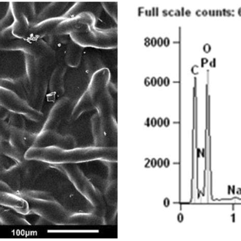 Sem Micrograph Illustrating The Fibrous Surface Of Pdccf Left And An Download Scientific
