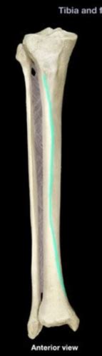Tibia Anterior Flashcards Quizlet
