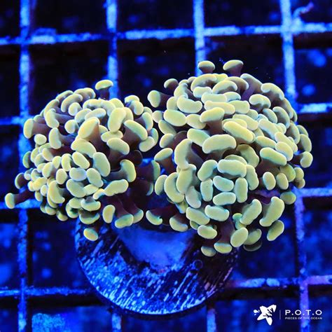 Poto Auction Is Now Live With Beautiful Orange Acantho Large Vivid