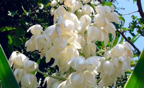 Flor De Izote Te Mostramos Sus Increíbles Beneficios Chapin Tv