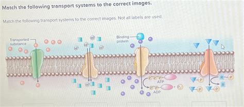 Solved Match The Following Transport Systems To The Correct
