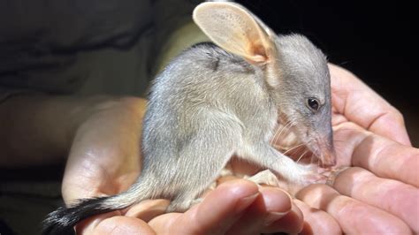 Bilby Population Breaks Record In 5th Annual Survey Of Protected Areas