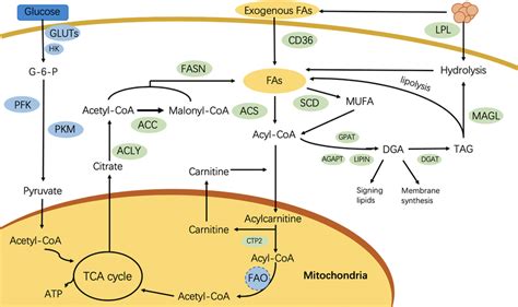 Overview Of Fatty Acid Metabolism In Hepatocellular Carcinoma Cells Download Scientific