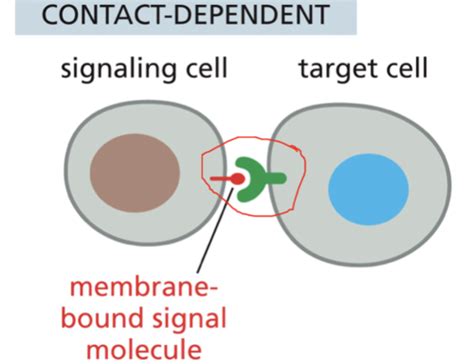 Chapter 15 Part 1 Flashcards Quizlet