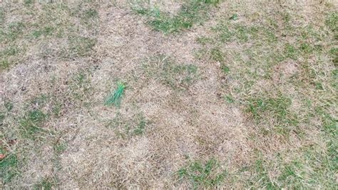 Lawn With Dying Grass Texture Of Dead Dry Grass Background Stock Image