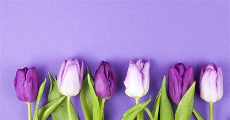 Purple Tulips Wallpapers 32 Free Background Images Wallpapergap