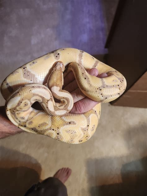 Pair Of 100 Het Pied Normal 100 Het Pied Ball Python By Landr Balls Morphmarket