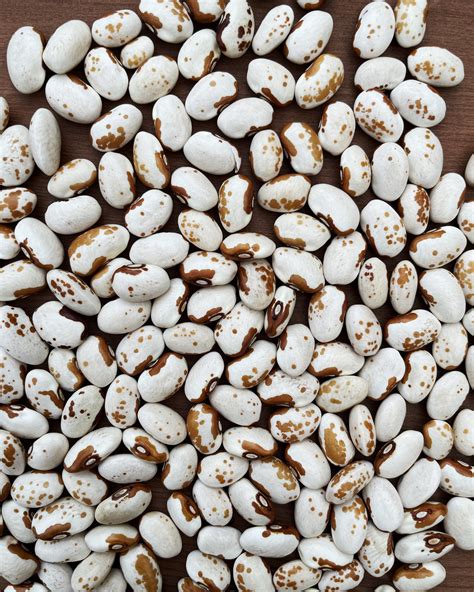 Zuni Gold Bean At Robert Hubbard Blog