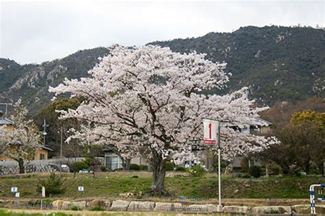 グラウンドゴルフ場の桜 宮浜温泉