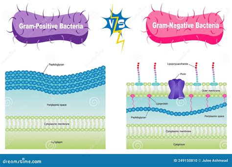 Gram Positive Vs Gram Negative Bacteria Vector Illustration 249150810