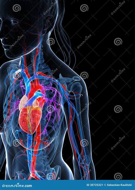 Female Vascular System Stock Illustration Illustration Of Health