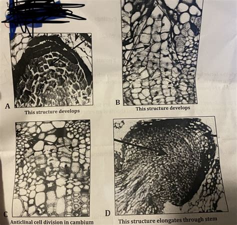 Propagation Final Flashcards Quizlet