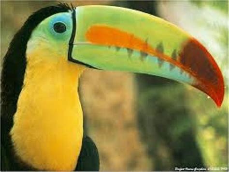 10 Interesting Toucan Facts My Interesting Facts