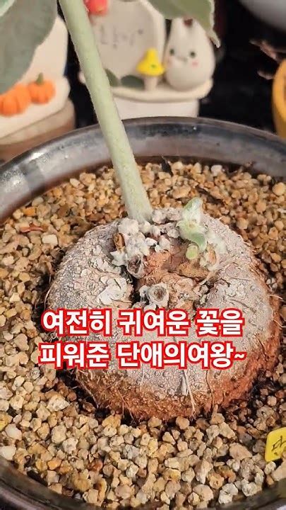 사루비아 꿀 빨아 먹었듯이 빨면 꿀맛나게 생긴 단애의여왕~ ️ ️ ️ 유나초롱 초롱맘 단애의여왕유나 자구분양 구근식물 다육집사 다육판매 포항다육 Youtube