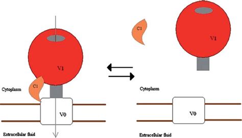 Structural Model Of The Vacuolar H Atpase Comprising A Membrane
