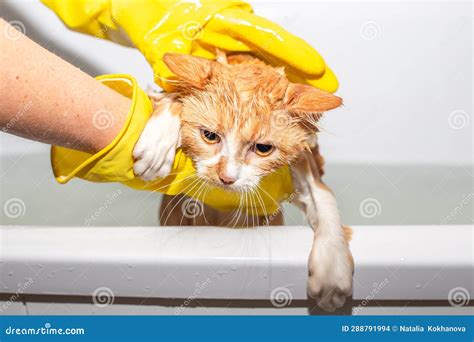 Red Wet Frightened Cat Jumps Out Of The Bath Bathing Pets Care And