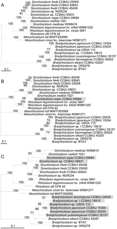 the maximum likelihood ml phylogenetic trees the tree was