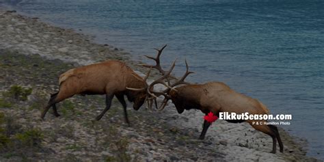 Elk Bull Antler Growth