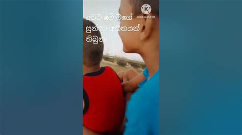 පුවක් කො ළ කරත්තය Shorts Shors Youtube