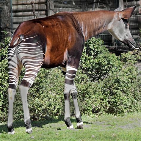 Rainforest Okapi