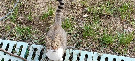 中国特有的狸花猫有多强大？ 知乎