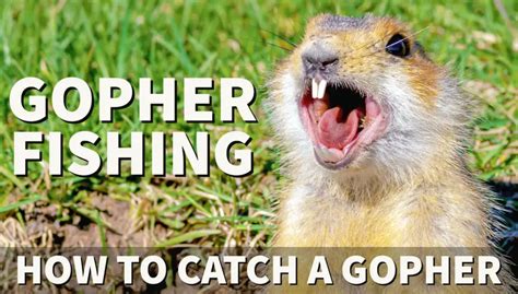Gopher Fishing Top 10 Gopher Hunting Tips Gopher Nuts Gopher Fishing Top 10 Gopher Hunting Tips Gopher Nuts