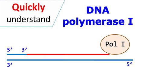 Dna Polymerase I Youtube