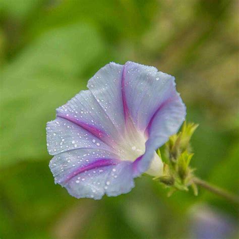 Purpur Prunkwinde Dacapo Light Blue Bio Samen Kaufen Saemereiench