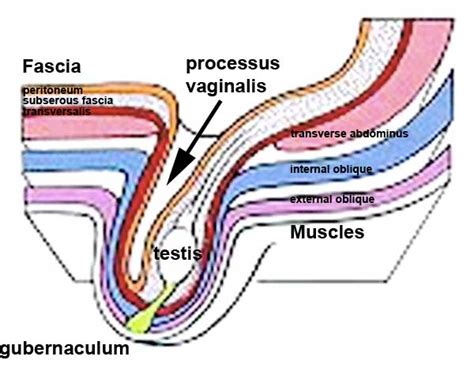 Fetal Development Embryology
