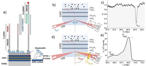 A Sketch Of The Target Mirna Detection Bioassay Format B Principle Download Scientific