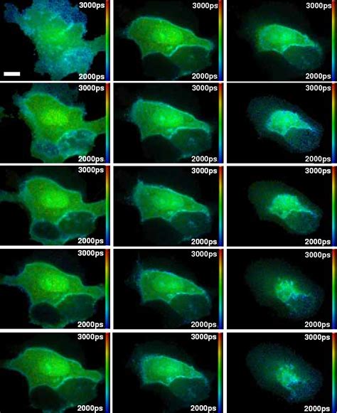 Figure 1 From High Speed Optically Sectioned Fluorescence Lifetime