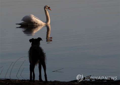 베를린 호수서 백조 바라보는 개 연합뉴스
