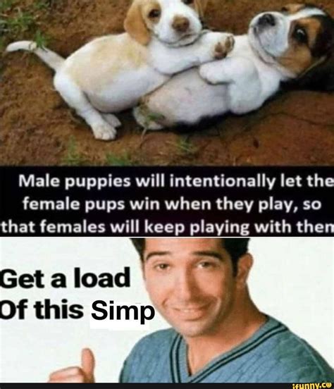 Male Puppies Will Intentionally Let The Female Pups Win When They Play