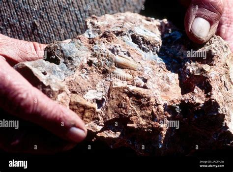 Australopithecus Robustus Fossil Being Held By A Palaeontologist This Fossil Was Discovered In