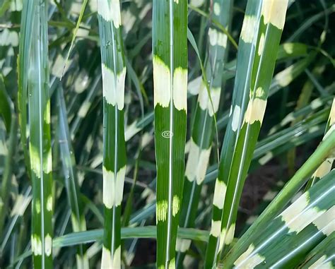 Miscanthus Sinensis Morning Sun Variegated Maiden Grass Morning