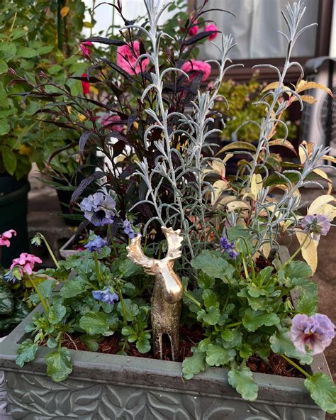 ビオラ花が好きな人と繋がりたいフラワーフリル花のある暮らしmygarden ガーデニング好きな人とつながりたいflower