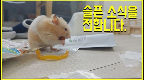 햄스터 크림이의 소식을 전합니다 L 골든햄스터 키우기 Youtube