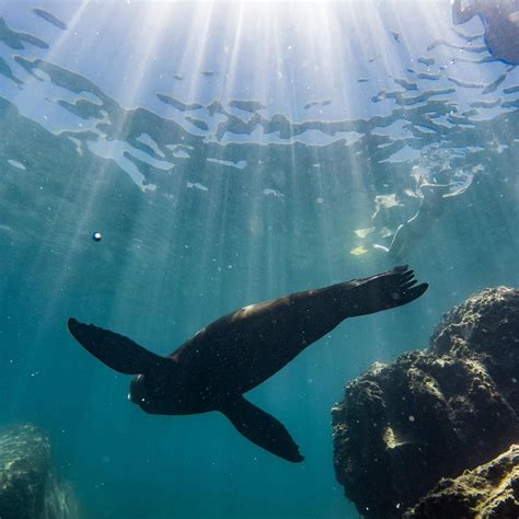 X Dive Mx 2025 All You Need To Know Before You Go With Reviews