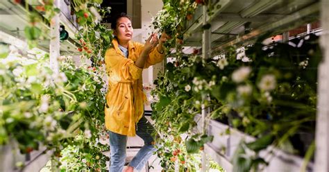 캐주얼웨어를 입은 젊은 아시아 여성이 온실 선반 사이의 계단 사다리에 서서 딸기를 줍고 있다 사진 Unsplash의 꽃 이미지