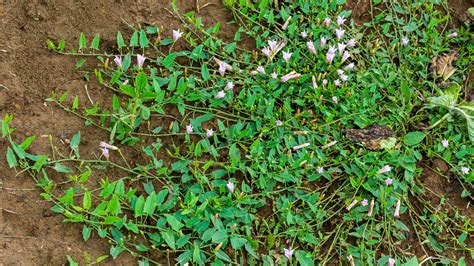 15 Creeping Lawn Weeds And The Best Ways To Keep Them Under Control