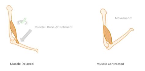 Musculoskeletal Systems MedLife Mastery