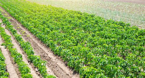 화창한 날에 농장에 어린 고추의 행 농장 유기농 채소 재배 친환경 제품 농업 토지와 농업 아그로 사업 우크라이나 케르손 지역