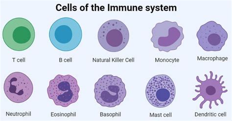 Cells Of Immune System Types And Examples Antigen Presenting Cell