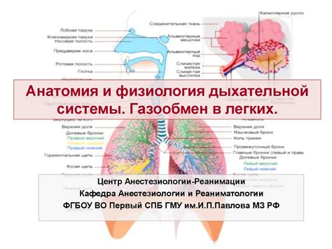 Анатомия и физиология дыхательной системы. Газообмен в легких ...